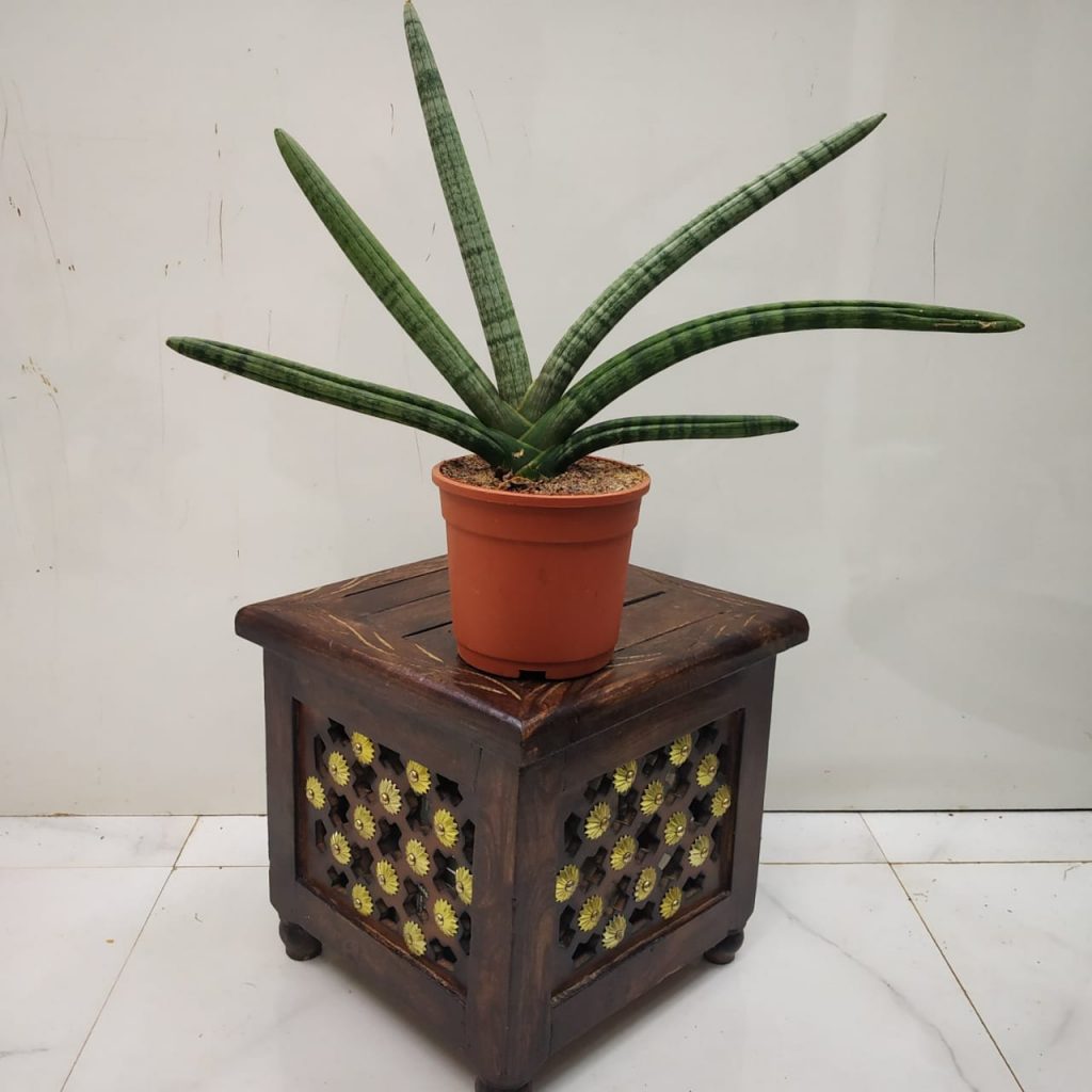 Sansevieria Boncellensis 'Starfish' - NurseryBuy