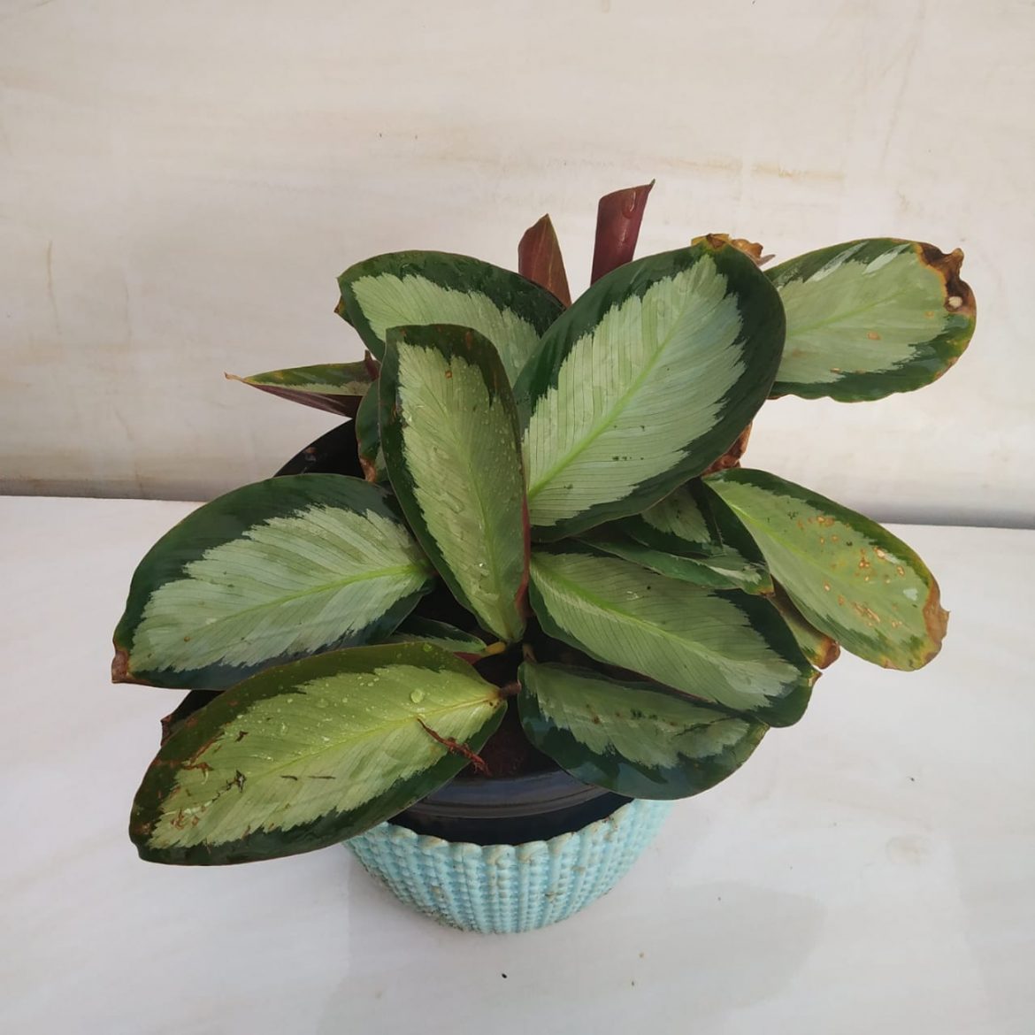 Calathea Picturata 'Argentea' - NurseryBuy