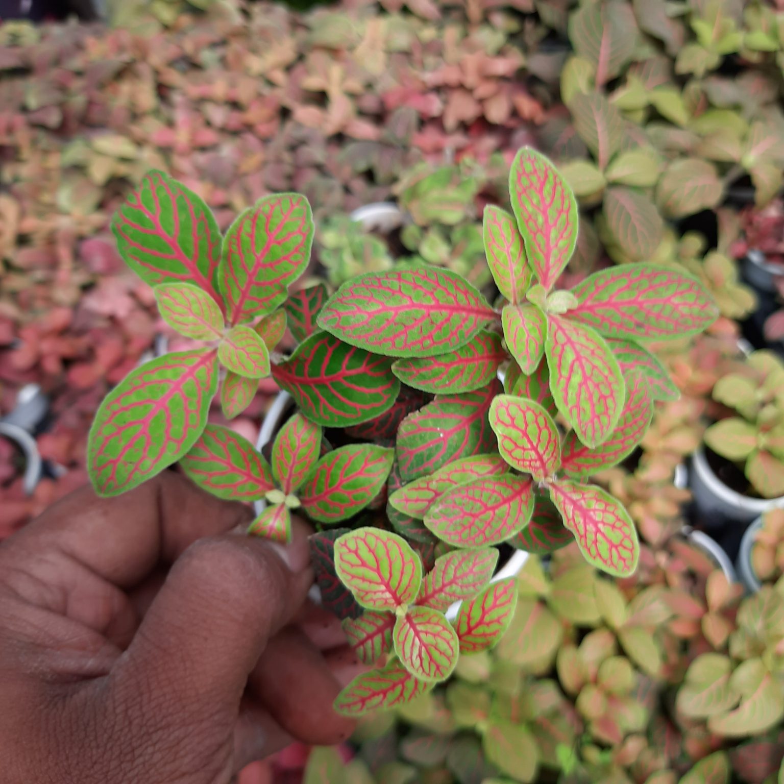 Fittonia Albivenis ‘Skeleton’ - NurseryBuy