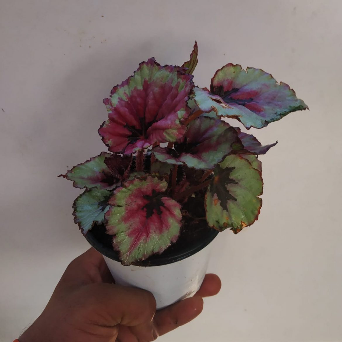 Begonia 'Ruby Slippers' - Nursery Buy
