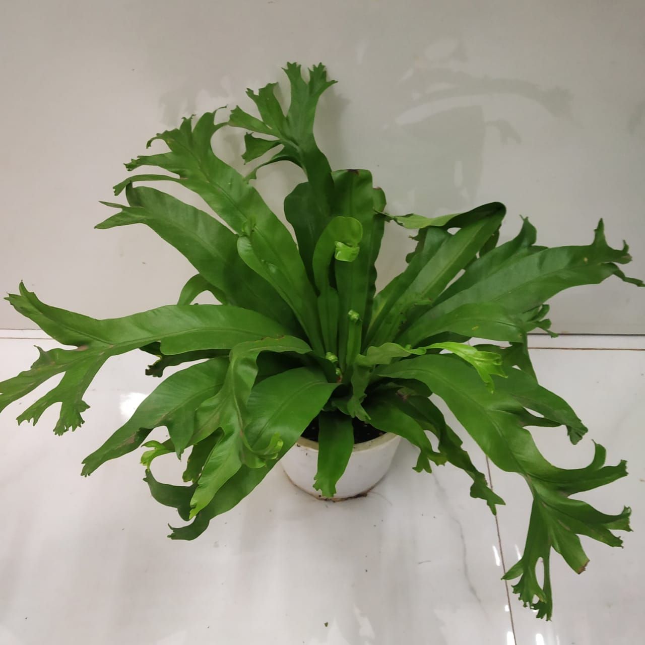 Asplenium Antiquum 'Crissie' - NurseryBuy