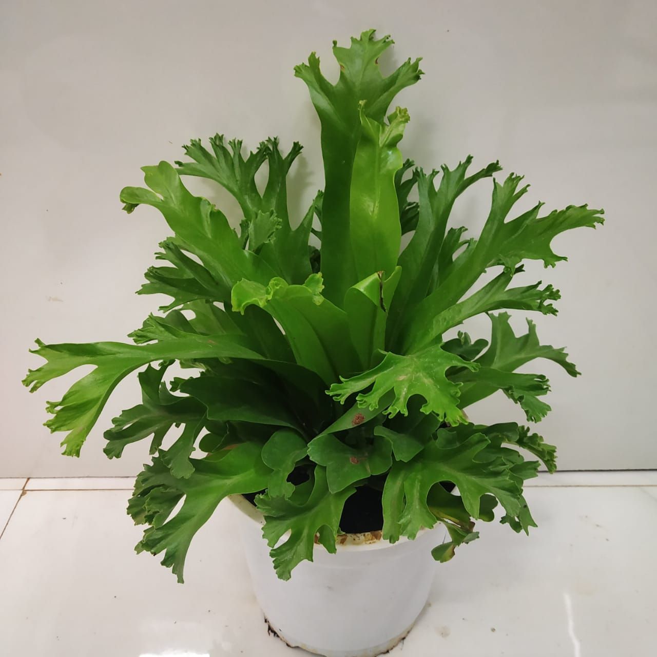 Asplenium Antiquum 'Leslie' - Nursery Buy
