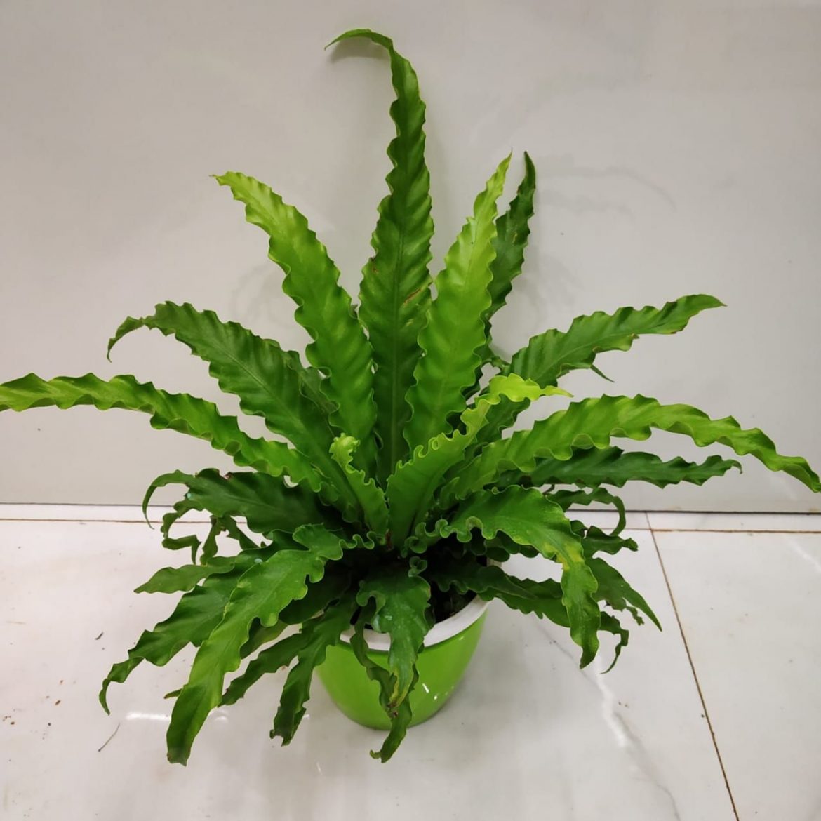 Asplenium Antiquum 'Victoria' - NurseryBuy