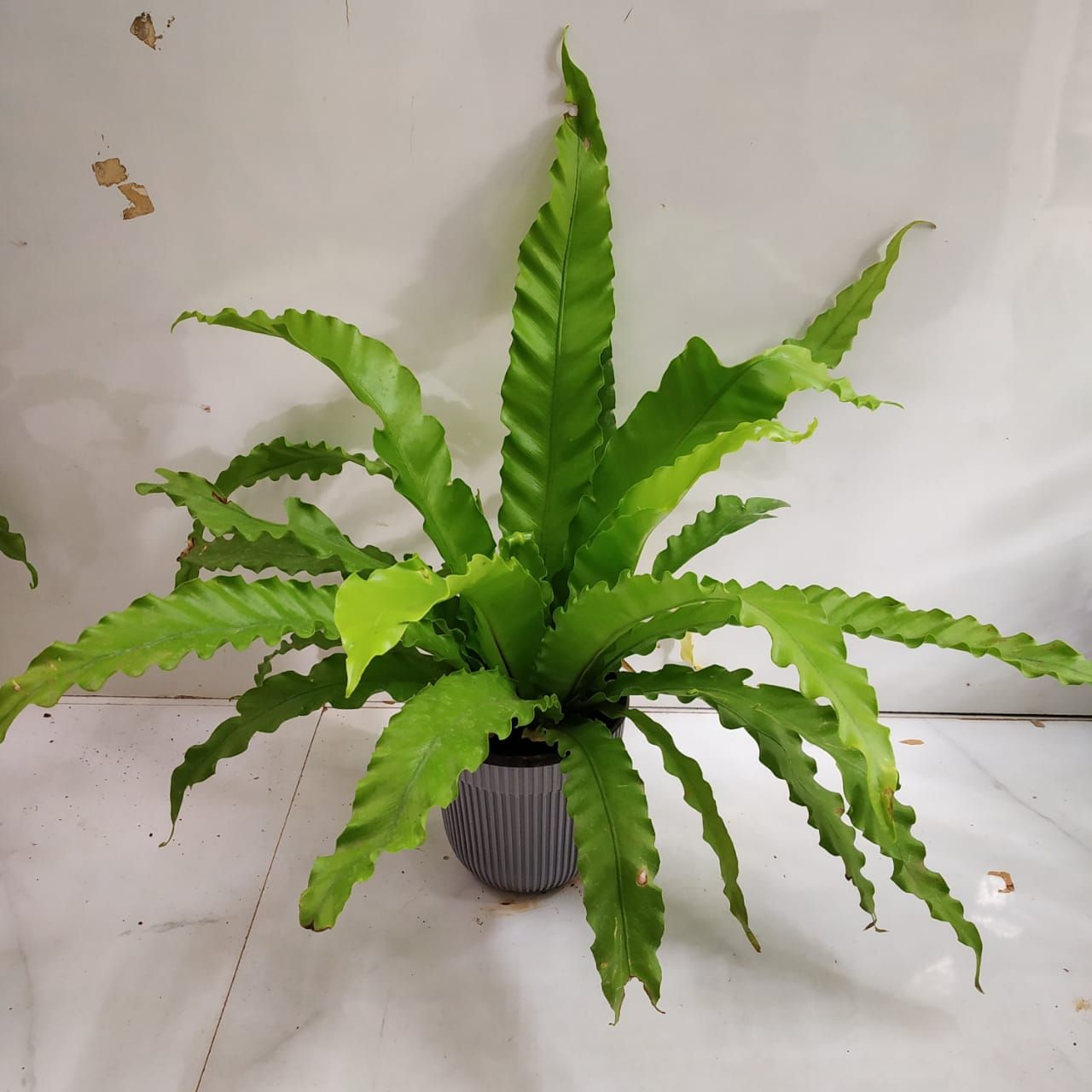 Asplenium Antiquum 'Osaka' - NurseryBuy