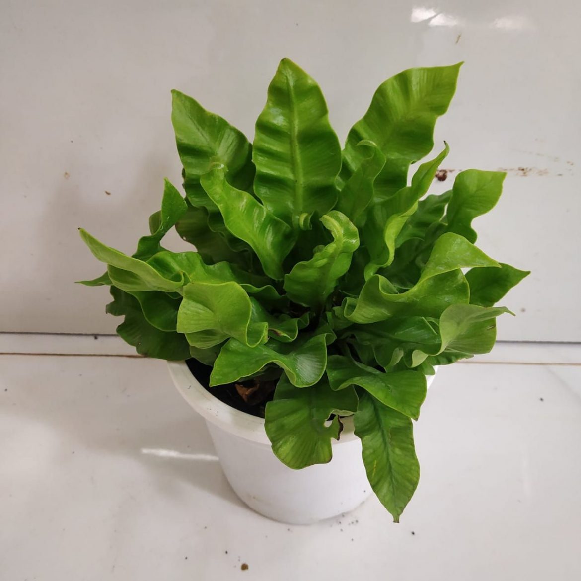 Asplenium Nidus 'Crispy Wave' - Nursery Buy