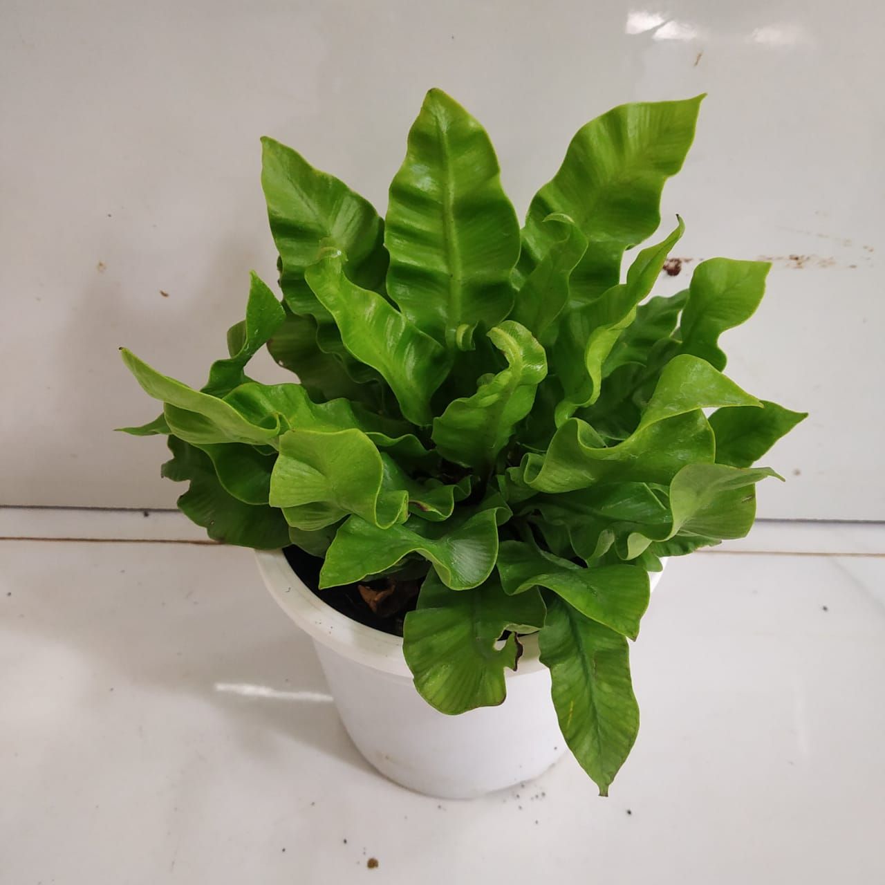 Asplenium Nidus 'Crispy Wave' - Nursery Buy