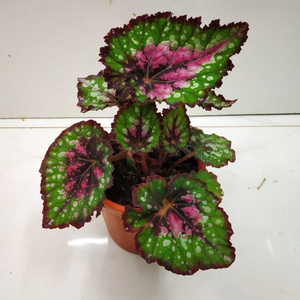 Begonia 'Jurassic Watermelon' - NurseryBuy
