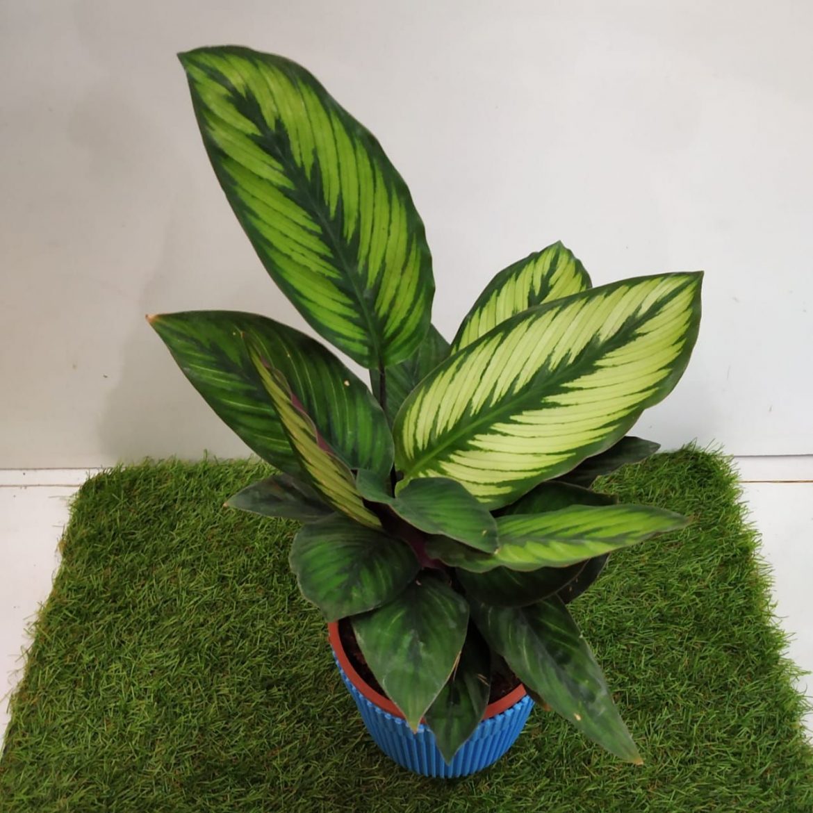 Calathea 'Beauty Star' - NurseryBuy