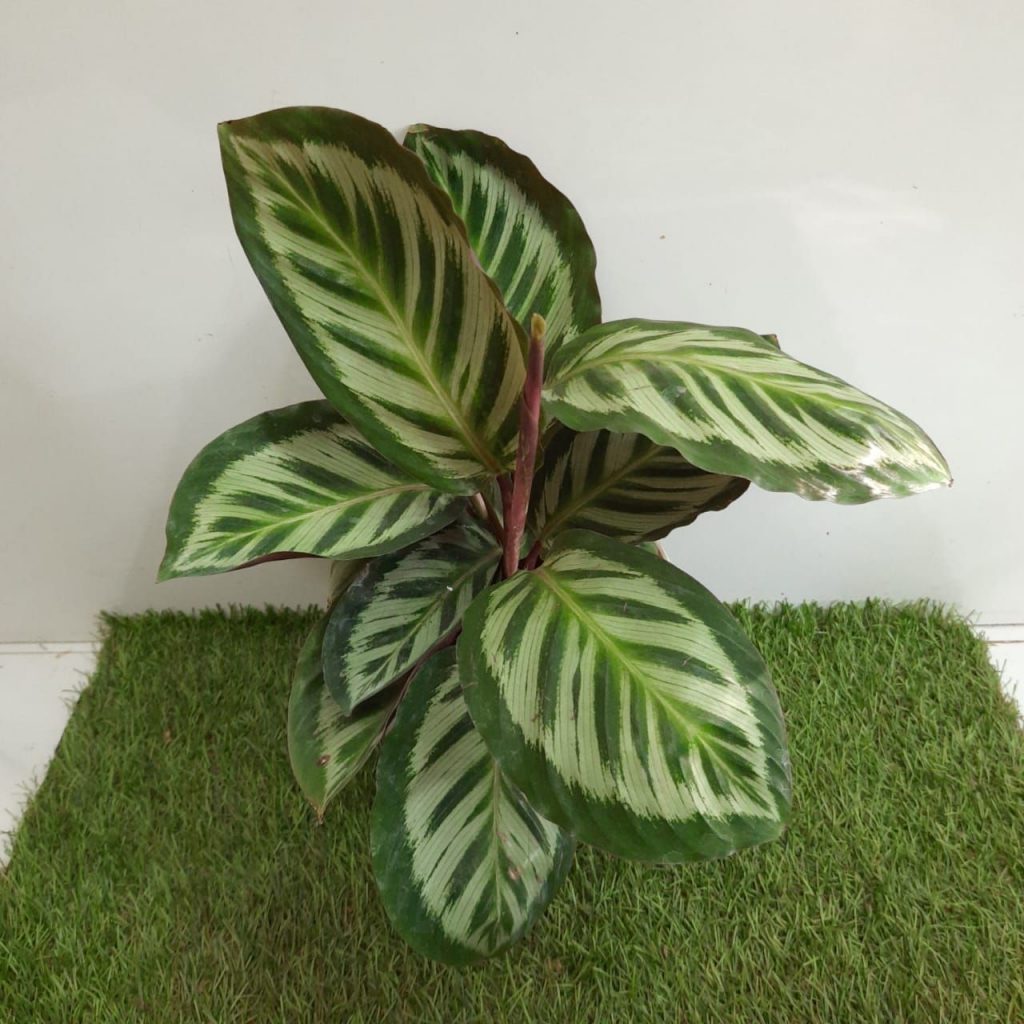 Calathea "Roseopicta Cora" - NurseryBuy
