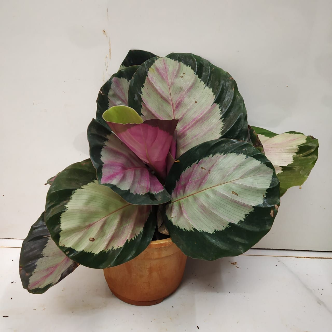Calathea Roseopicta 'Rosy' - Nursery Buy