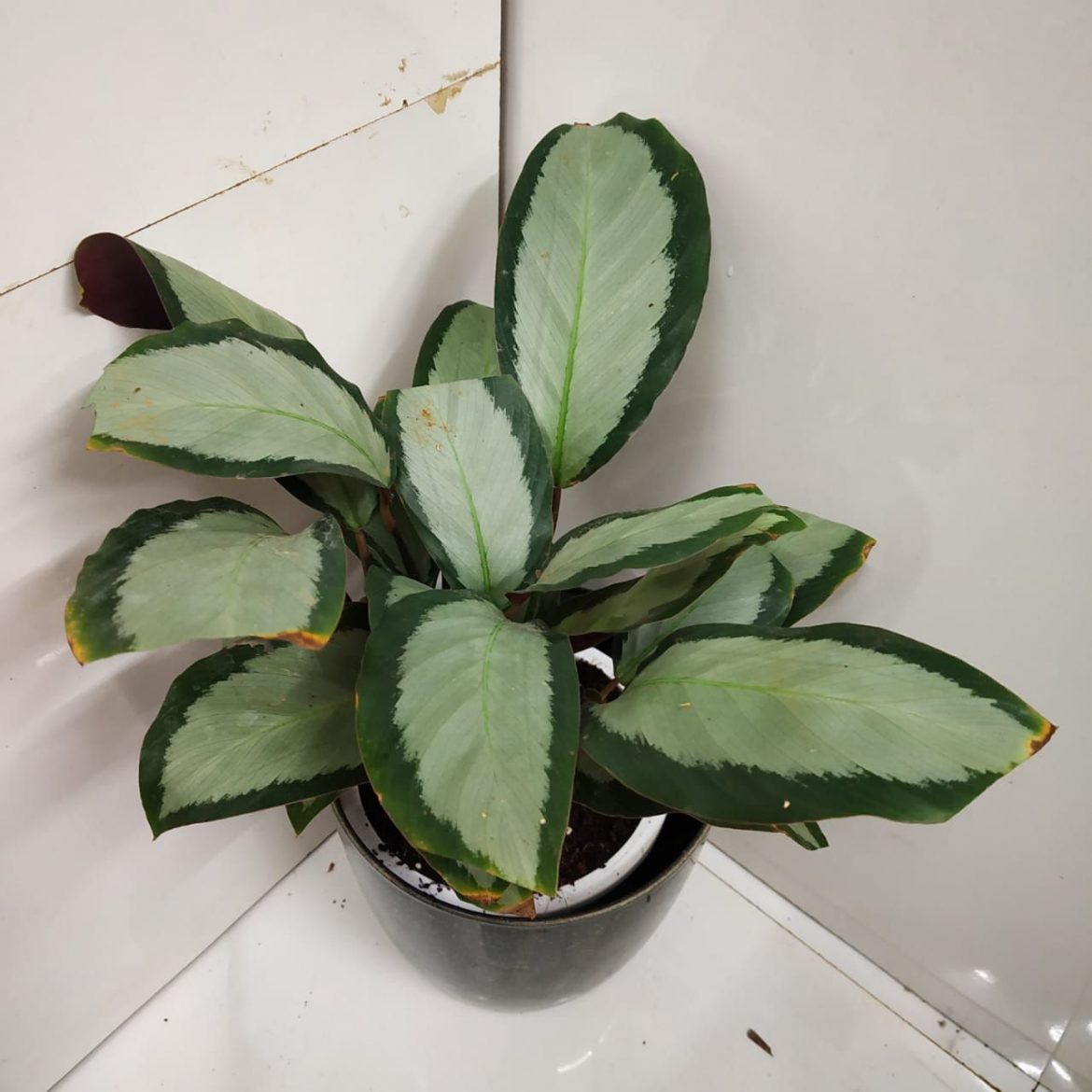 Calathea Picturata 'Argentea' - NurseryBuy
