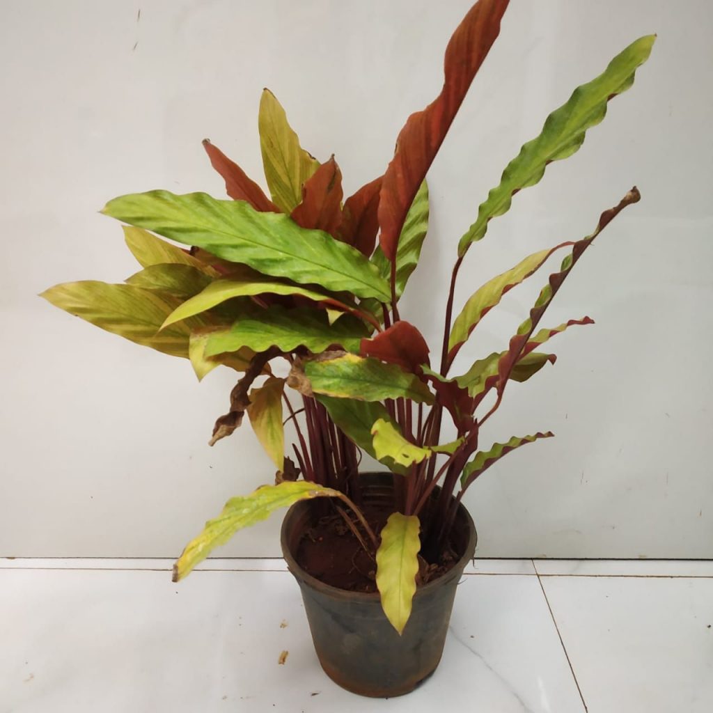 Calathea Rufibarba Golden - NurseryBuy