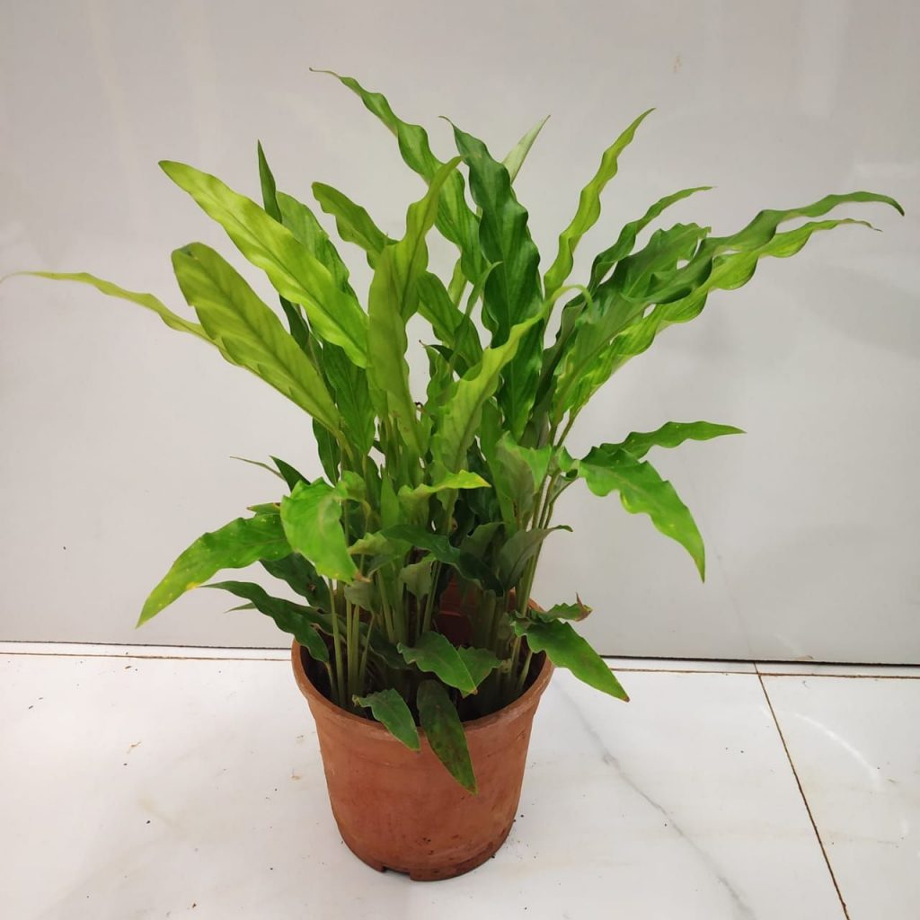 Calathea 'Rufibarba Green' - NurseryBuy