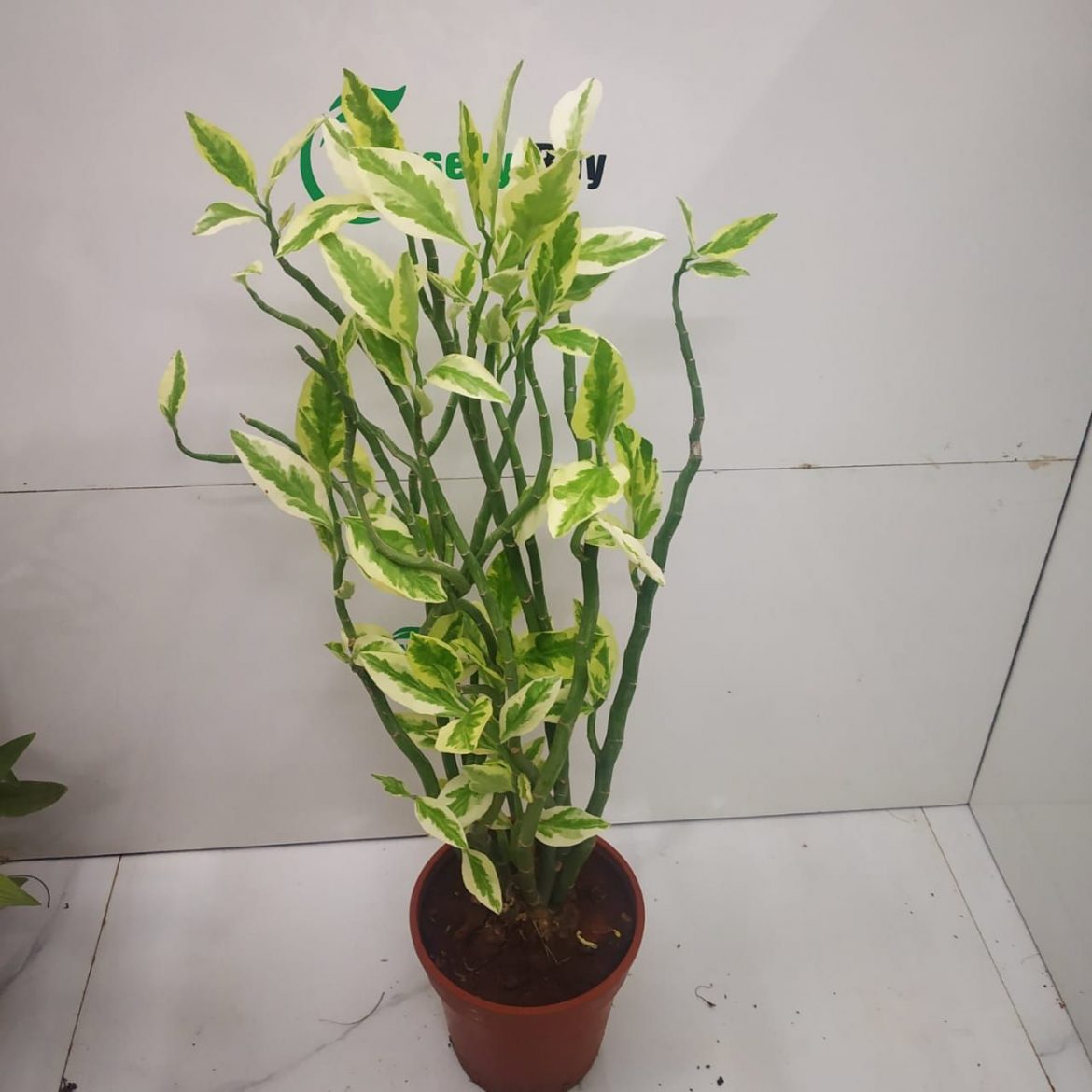 Euphorbia Tithymaloides Variegata (Varigated Devil's Backbone) - NurseryBuy