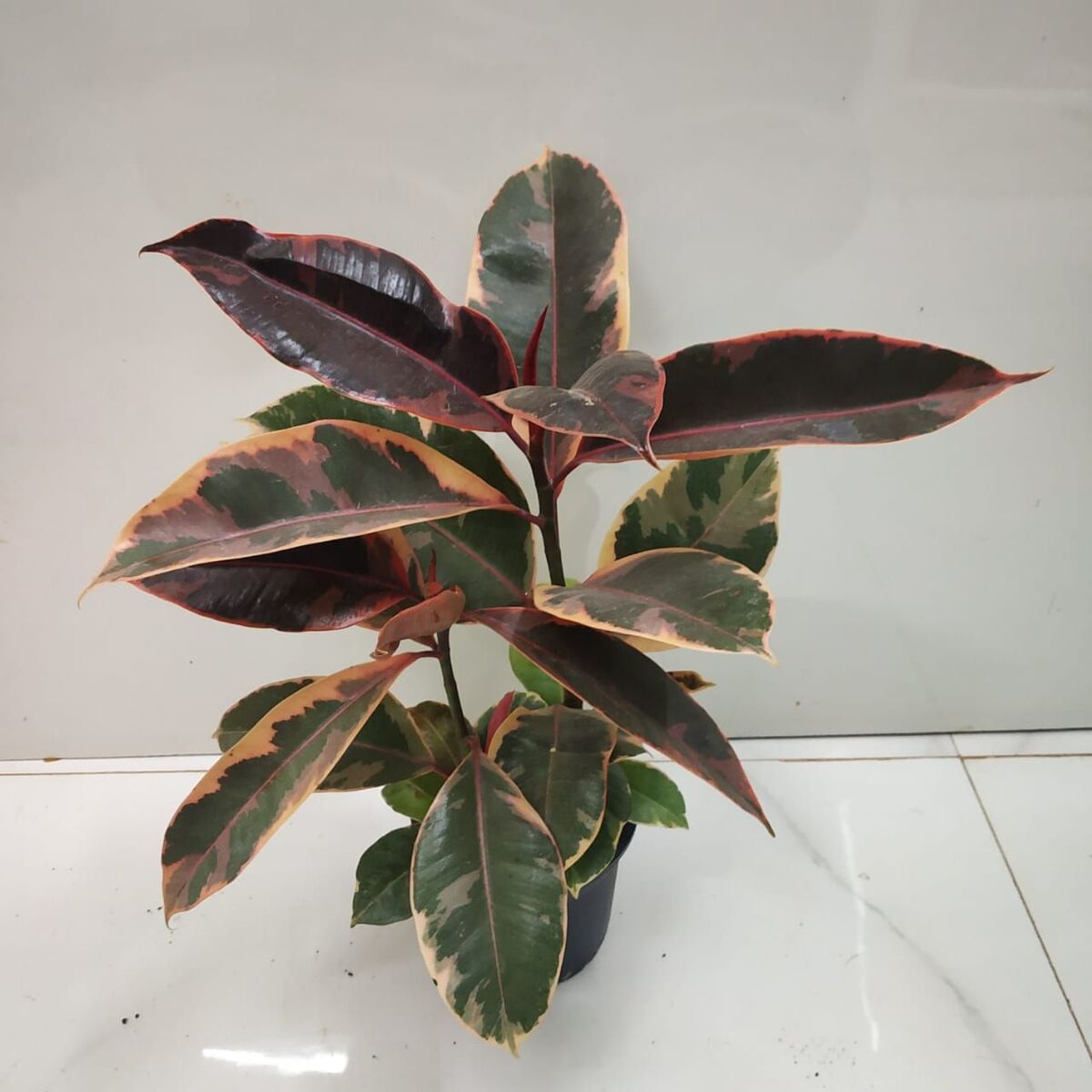 Ficus Elastica 'Belize' - Nursery Buy