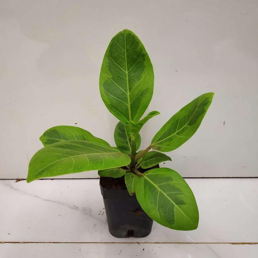 Asian Council Tree (Ficus 'Altissima Variegata') Mini - NurseryBuy
