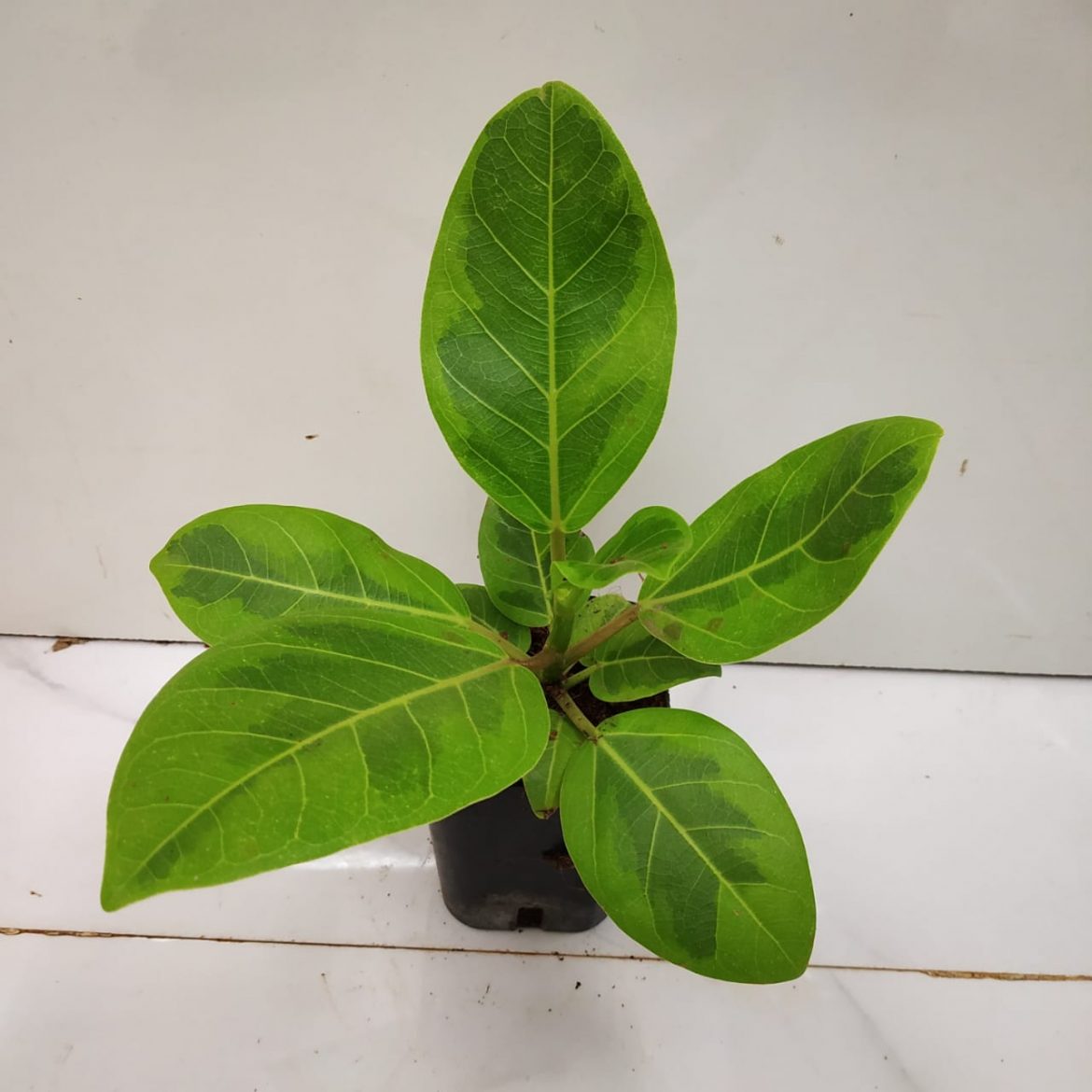 Asian Council Tree (Ficus 'Altissima Variegata') Mini - NurseryBuy
