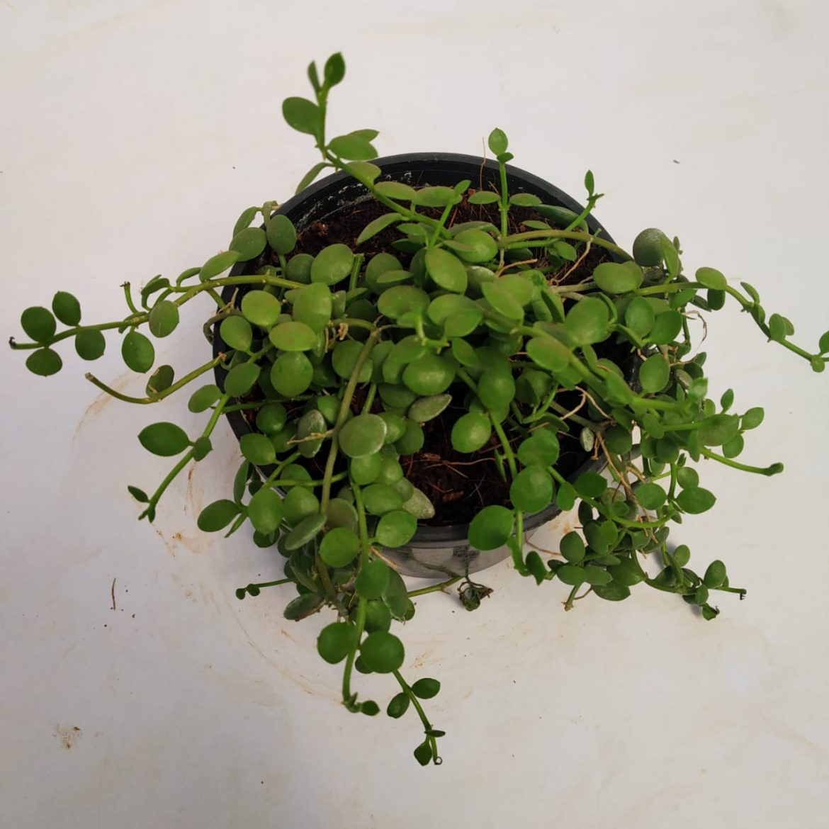 Dischidia Nummularia (String of Nickels) - NurseryBuy