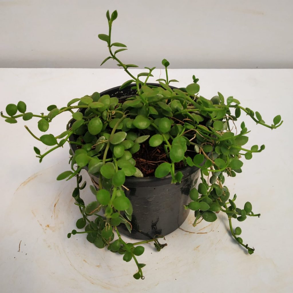 Dischidia Nummularia (String of Nickels) - NurseryBuy
