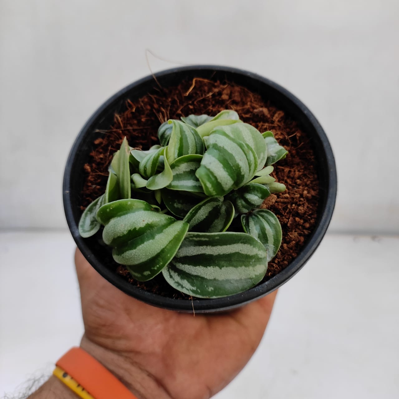 Mini Watermelon Peperomia - NurseryBuy