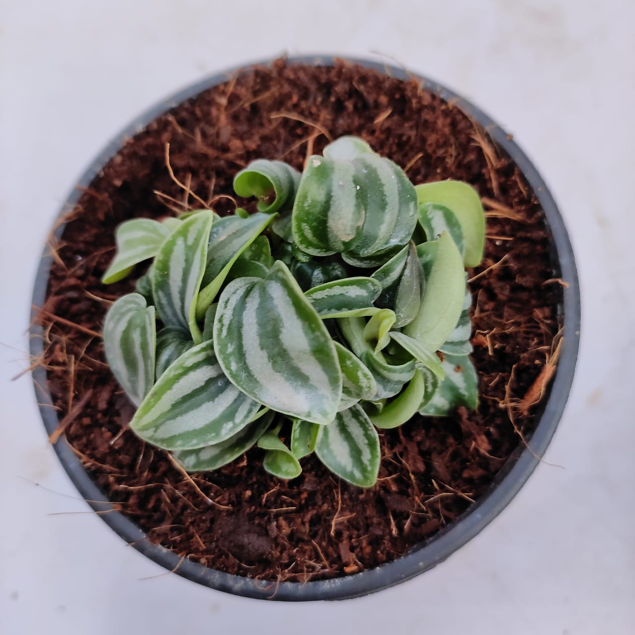 Mini Watermelon Peperomia - NurseryBuy
