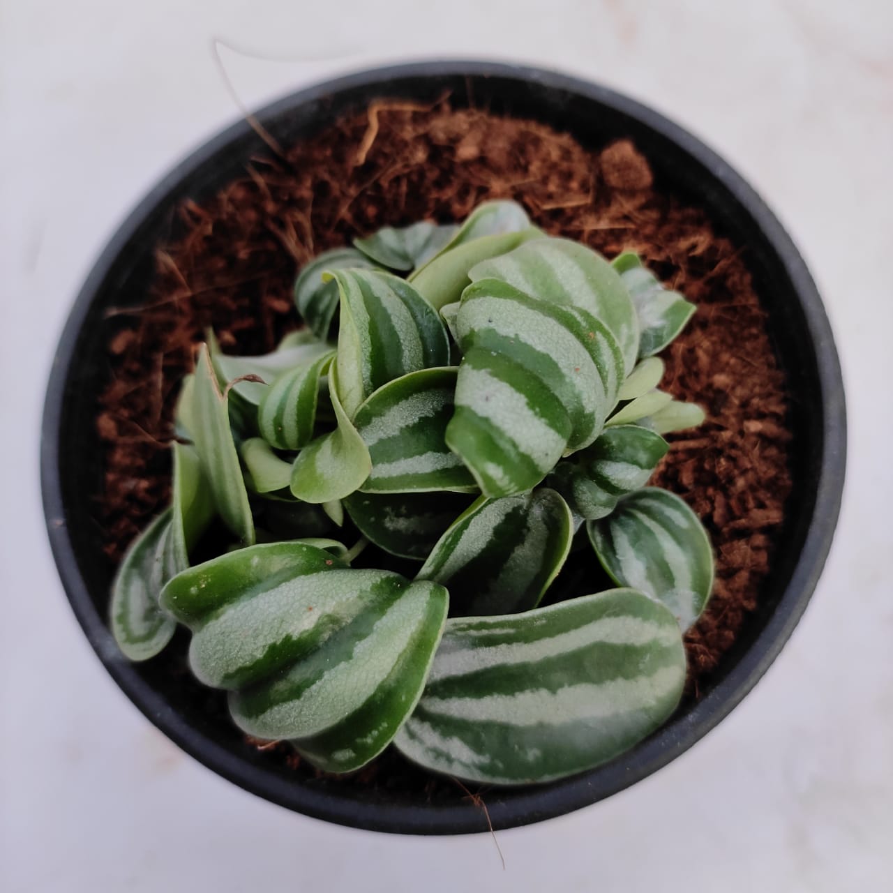 Mini Watermelon Peperomia - NurseryBuy