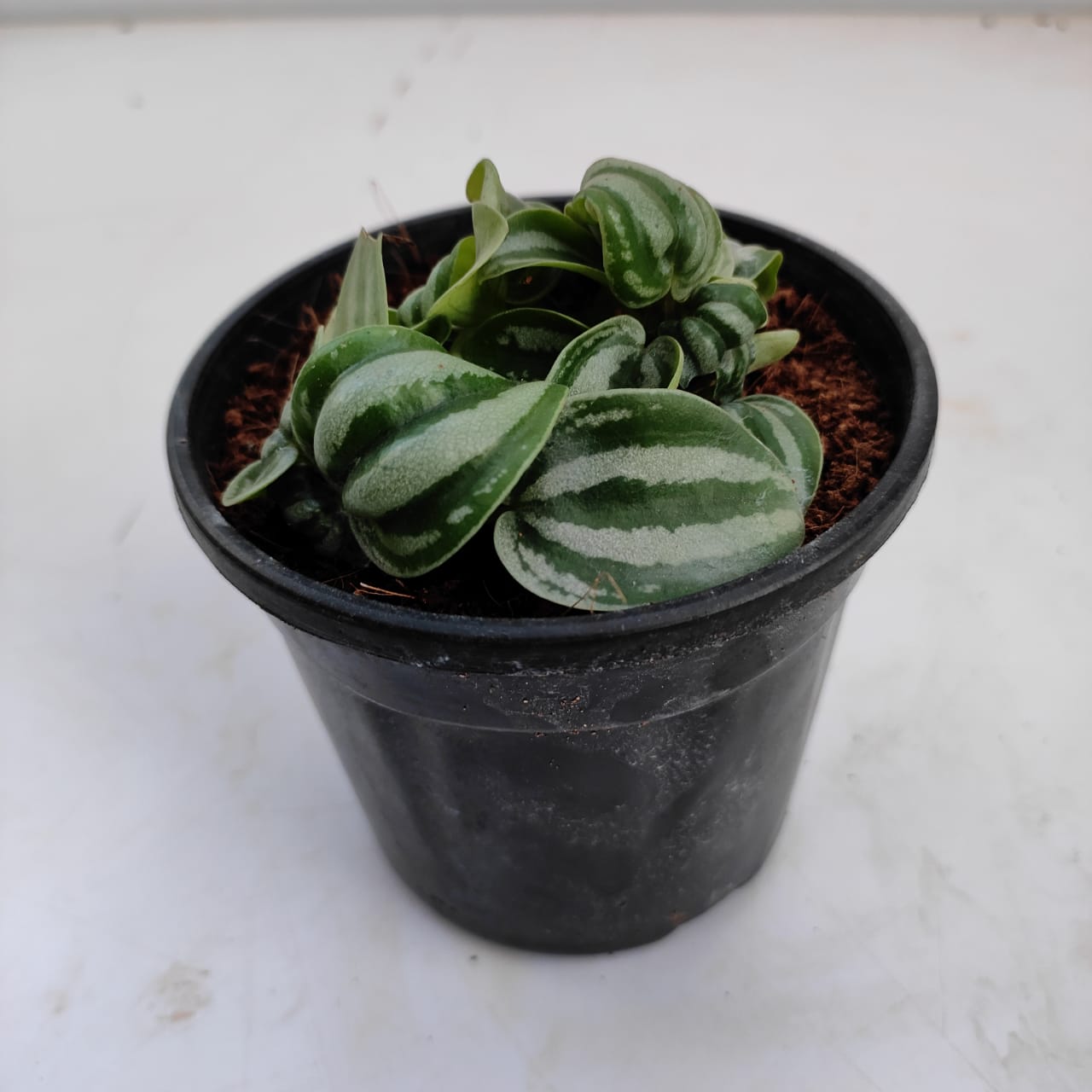 Mini Watermelon Peperomia - NurseryBuy