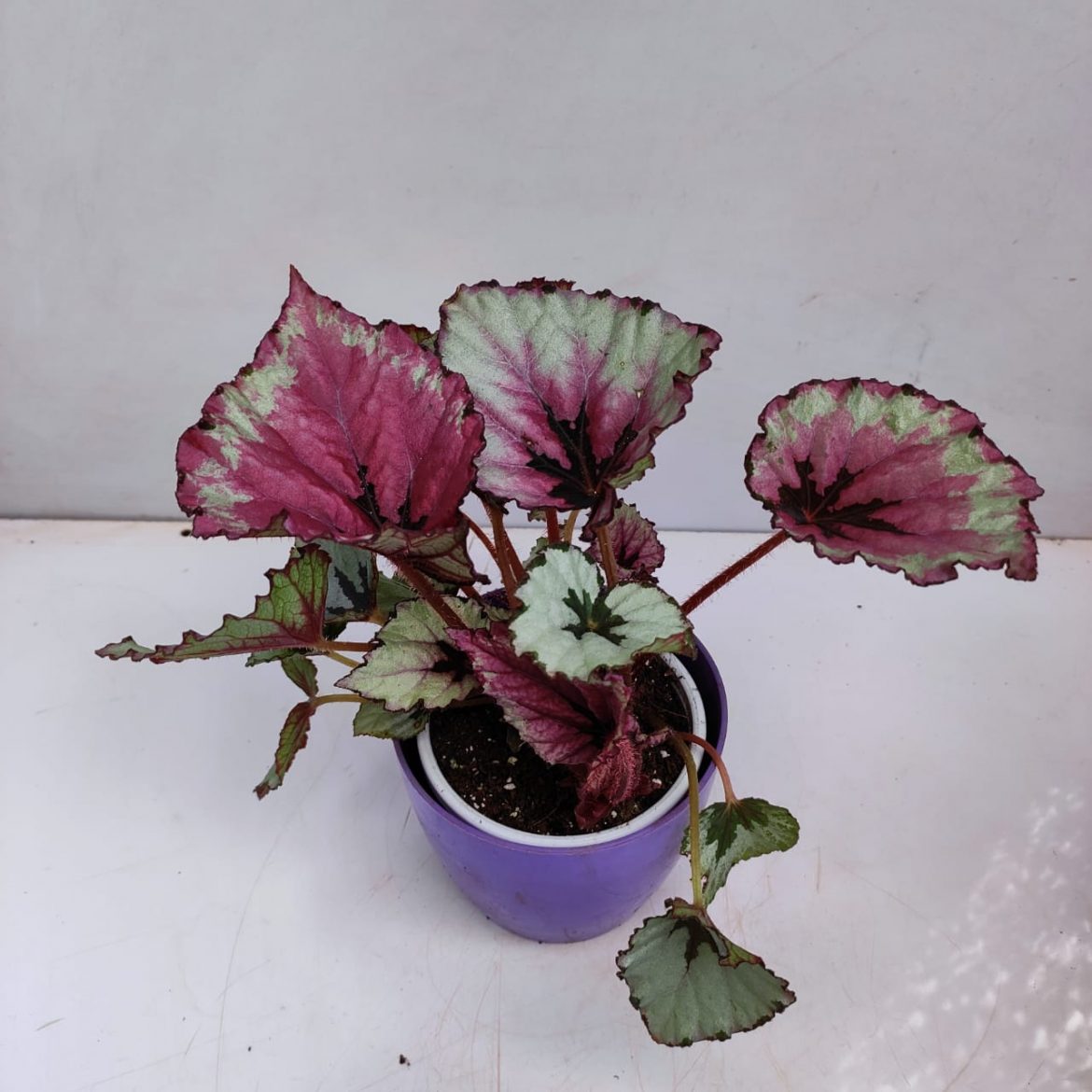 Begonia 'Ruby Slippers' - NurseryBuy
