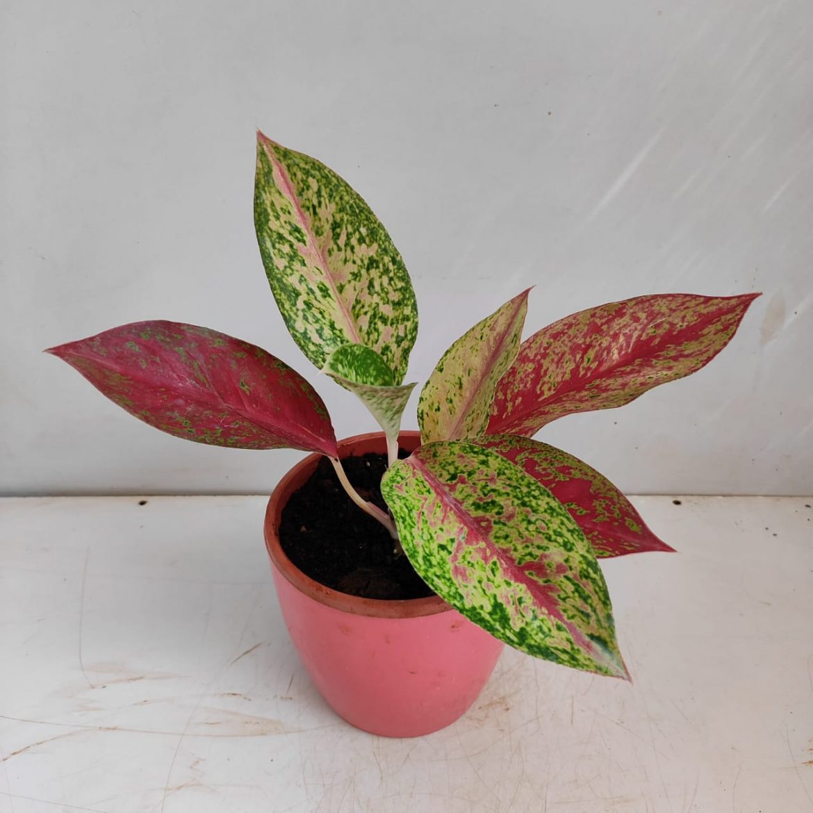 Aglaonema 'Red Gold' Thai Hybrid - NurseryBuy
