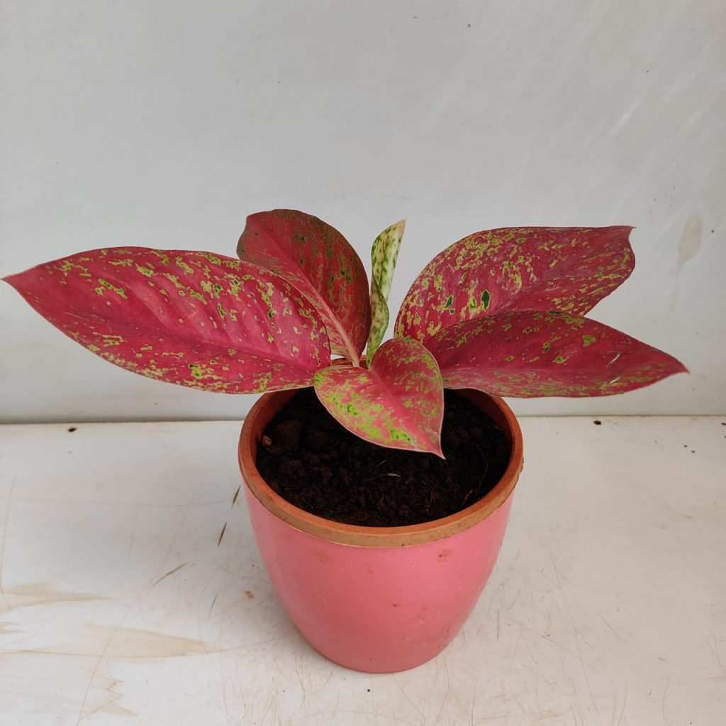 Aglaonema 'Red Gold' Thai Hybrid - NurseryBuy