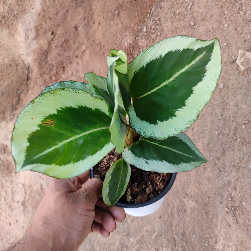Calathea Roseopicta 'Cynthia' - NurseryBuy