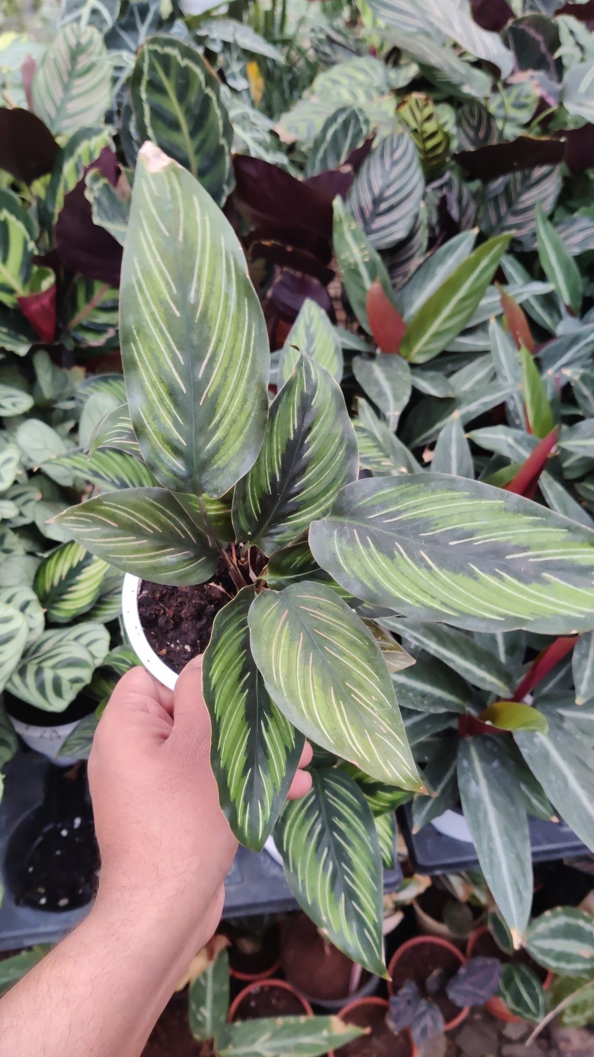 Calathea 'Beauty Star' - NurseryBuy