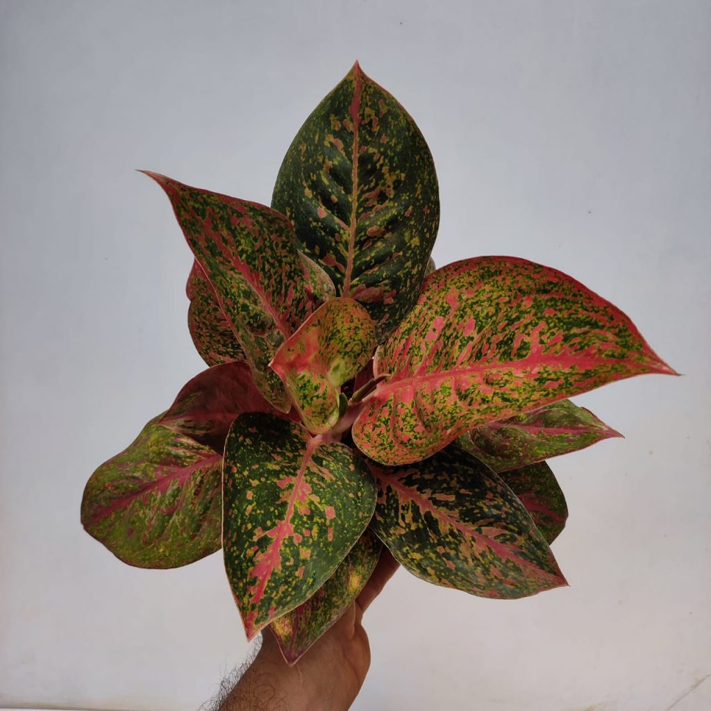 Aglaonema 'Stardust' - NurseryBuy