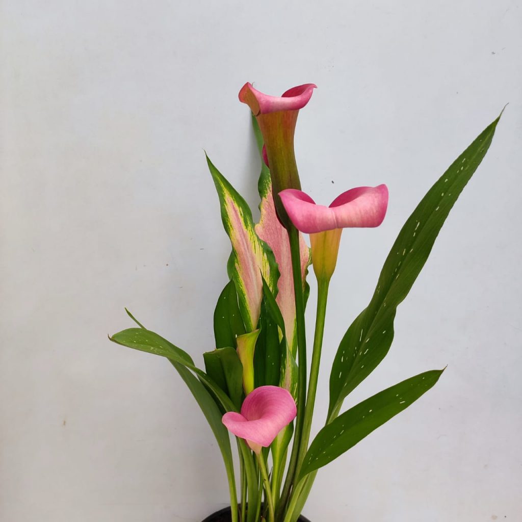 Pink Calla Lily - NurseryBuy