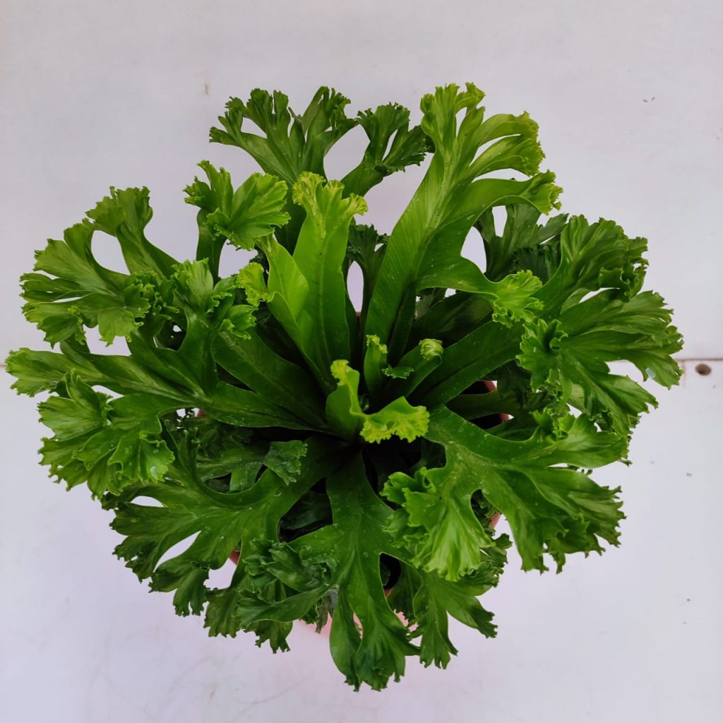 Asplenium Antiquum 'Leslie' - NurseryBuy