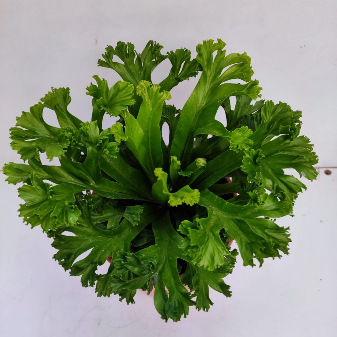 Asplenium Antiquum 'Leslie' - NurseryBuy
