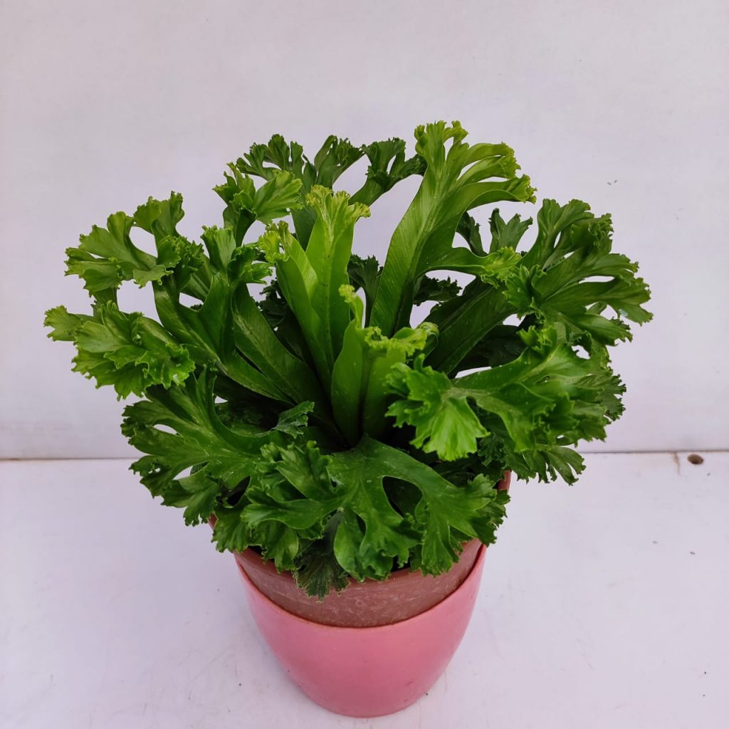 Asplenium Antiquum 'Leslie' - NurseryBuy