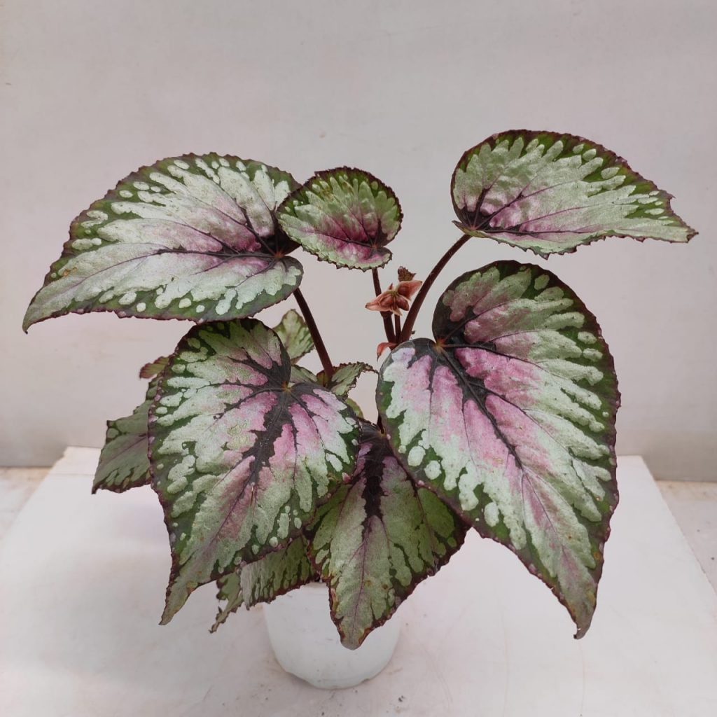 Rex Begonia 'Salsa' - NurseryBuy