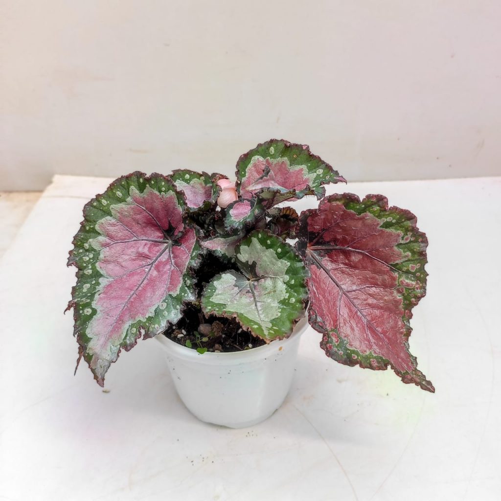 Begonia 'Jurassic Watermelon' - NurseryBuy