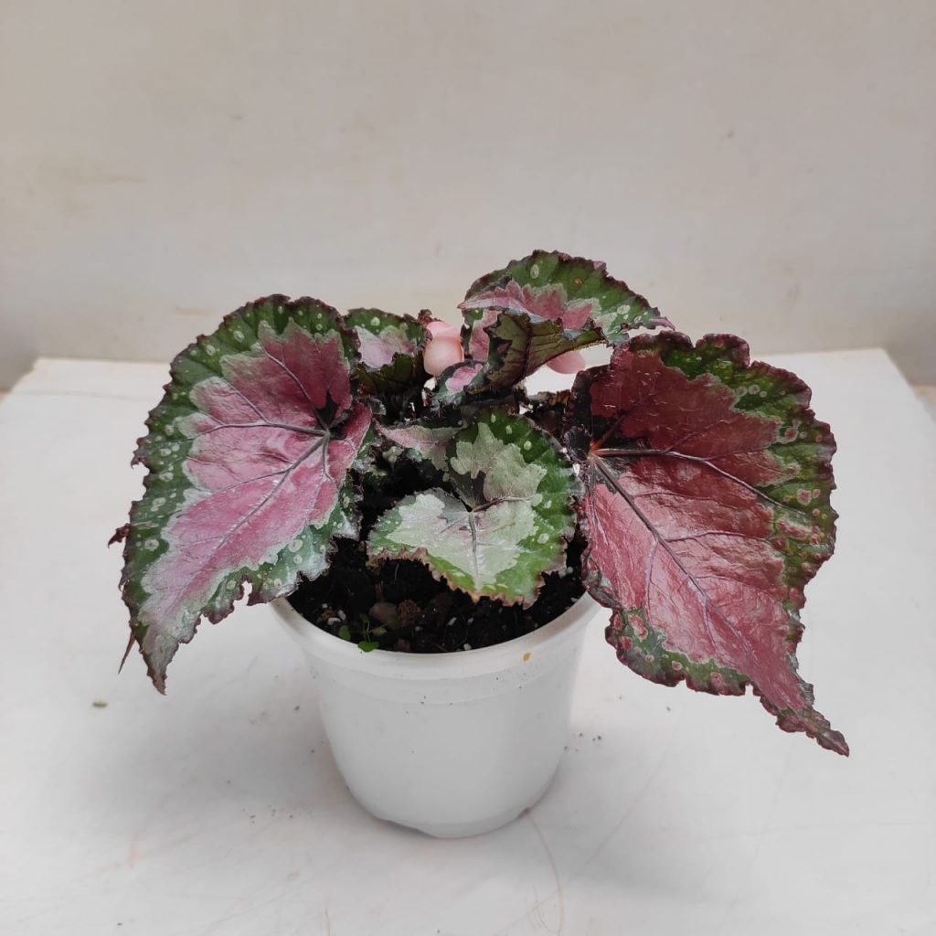 Begonia 'Jurassic Watermelon' - NurseryBuy