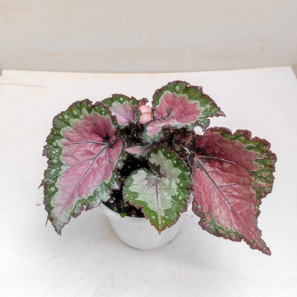 Begonia 'Jurassic Watermelon' - NurseryBuy
