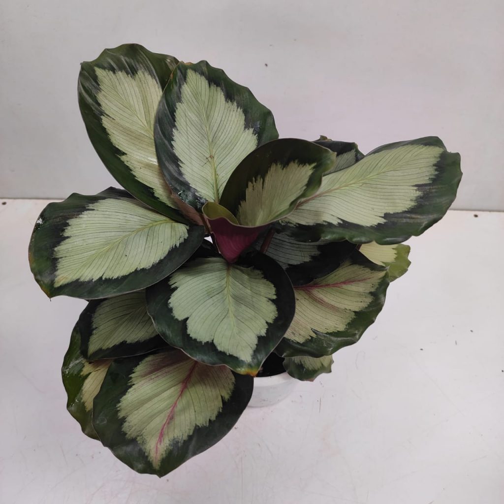 Calathea Roseopicta 'Corona' - NurseryBuy