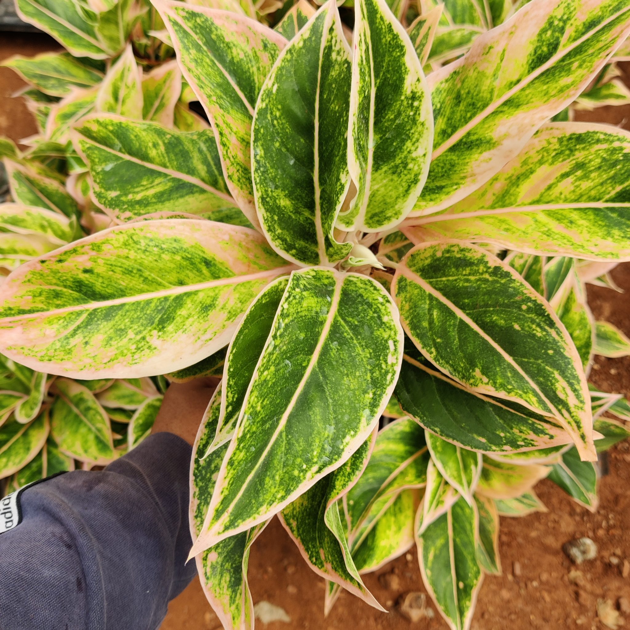Aglaonema 'Pink Aurora' - NurseryBuy
