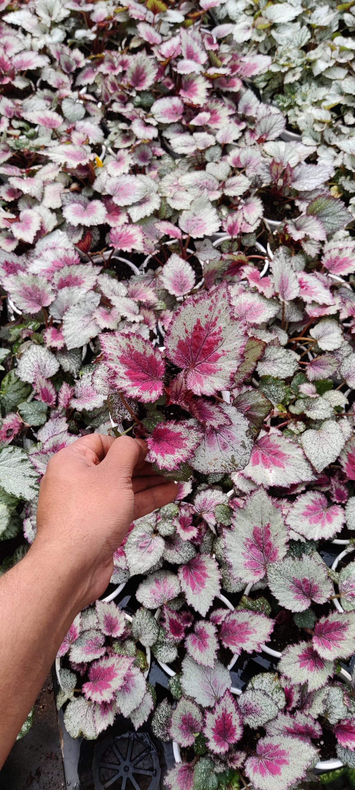 Begonia 'Jurassic Red Splash' - NurseryBuy