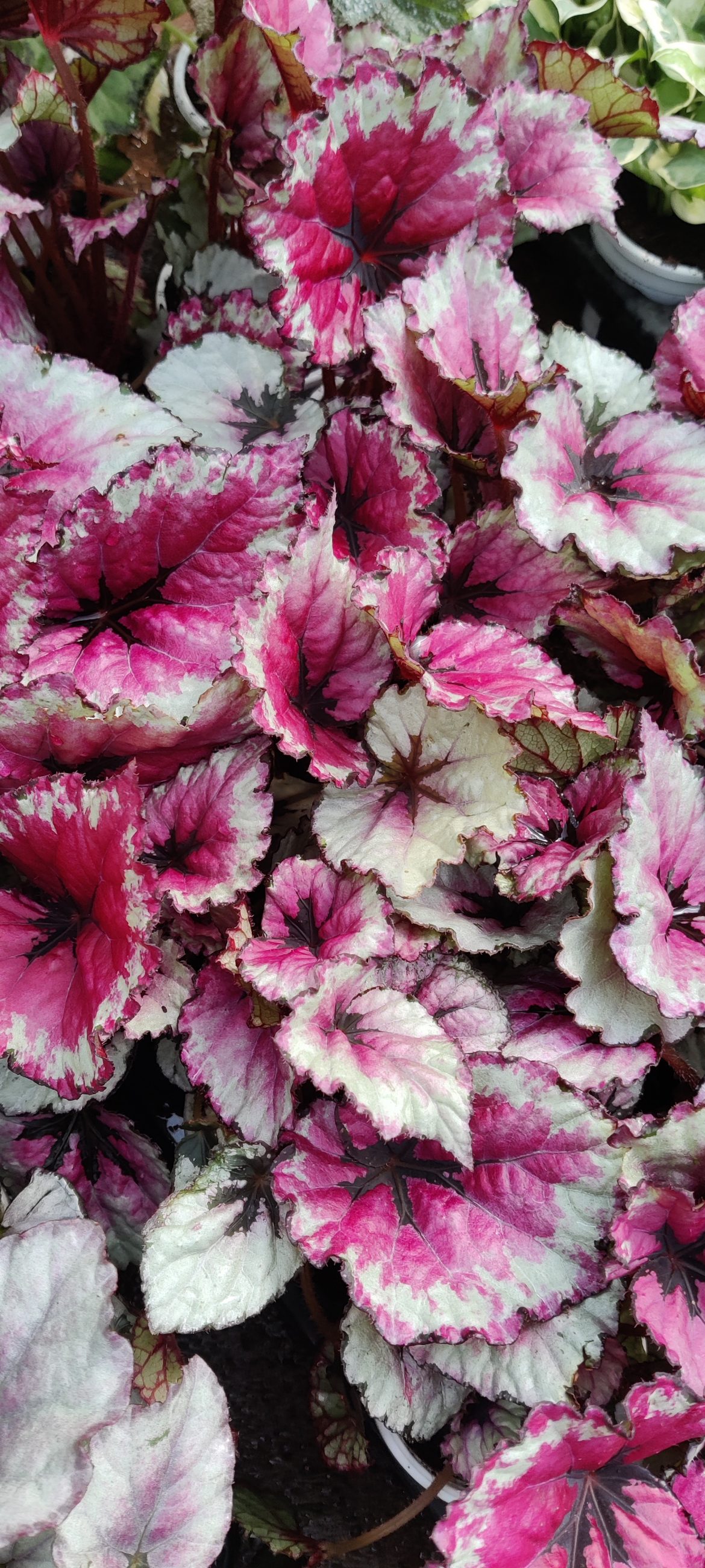 Begonia 'Ruby Slippers' - NurseryBuy