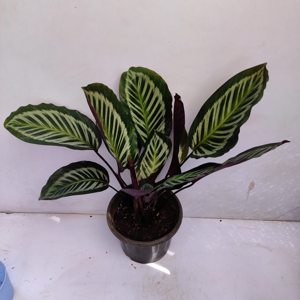Calathea "Roseopicta Cora" - NurseryBuy
