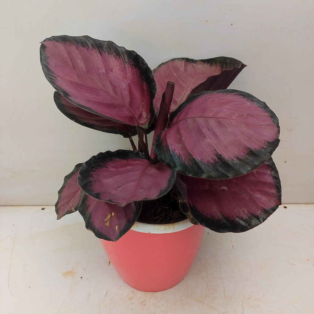 Calathea Picturata 'Crimson' - NurseryBuy