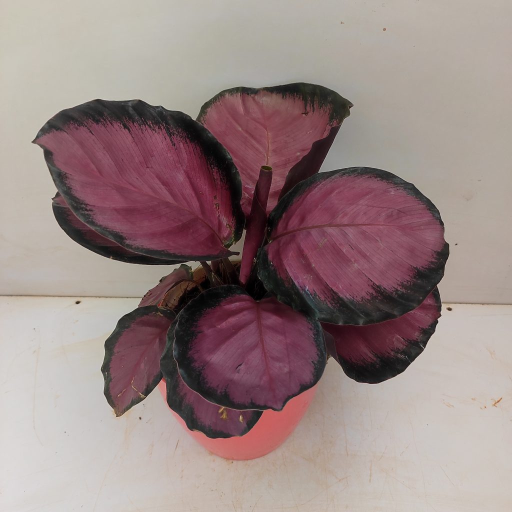 Calathea Picturata 'Crimson' - NurseryBuy