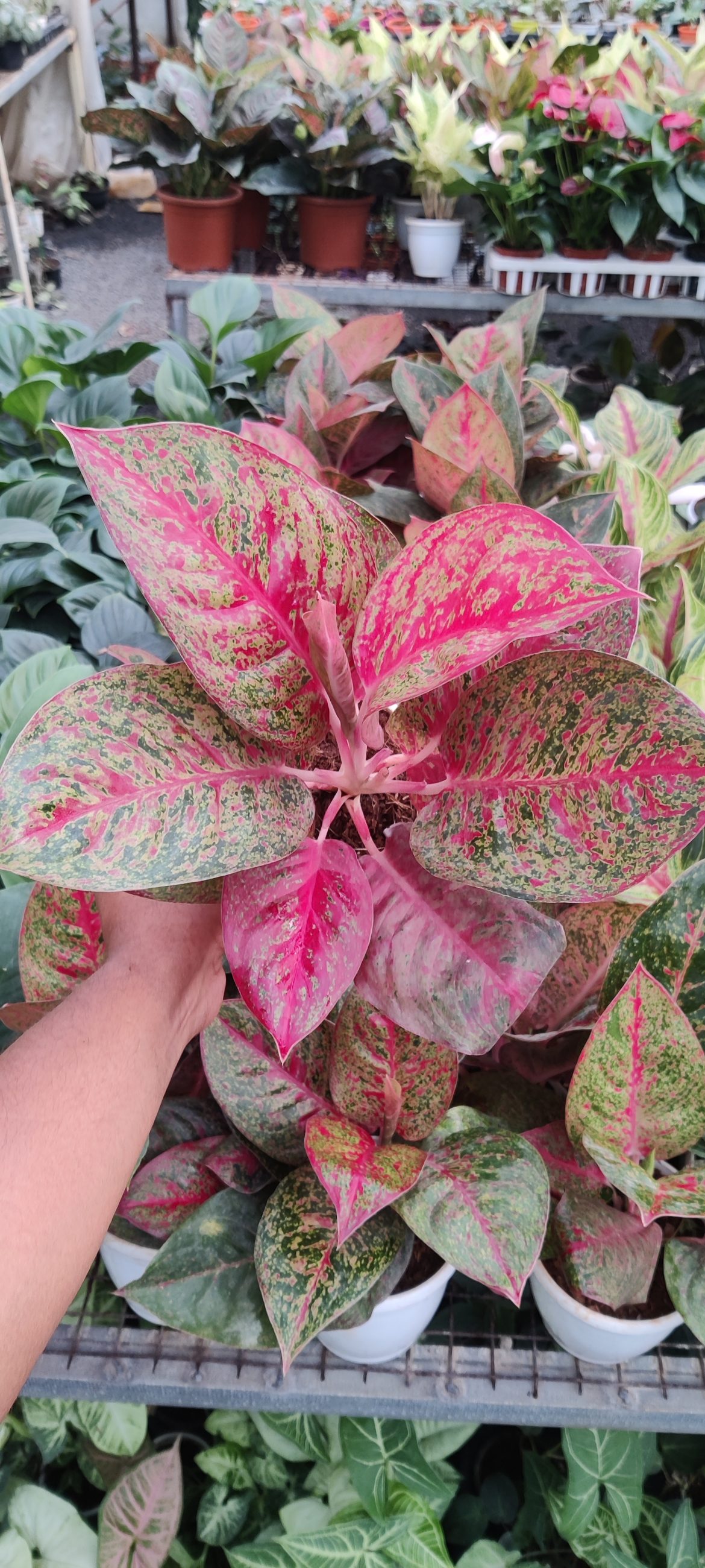 Aglaonema 'Stardust' - NurseryBuy