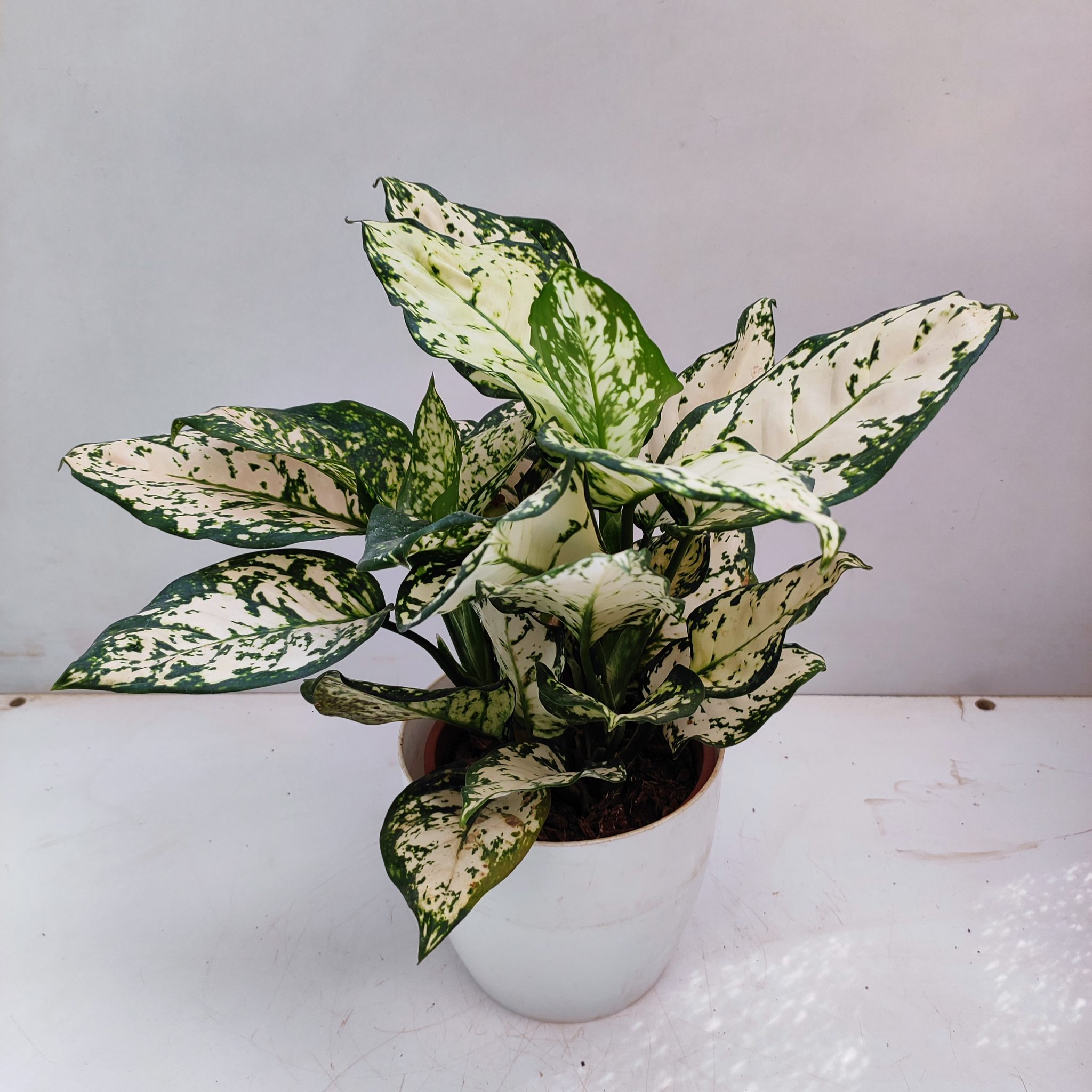 Aglaonema 'White Anyamanee' - NurseryBuy